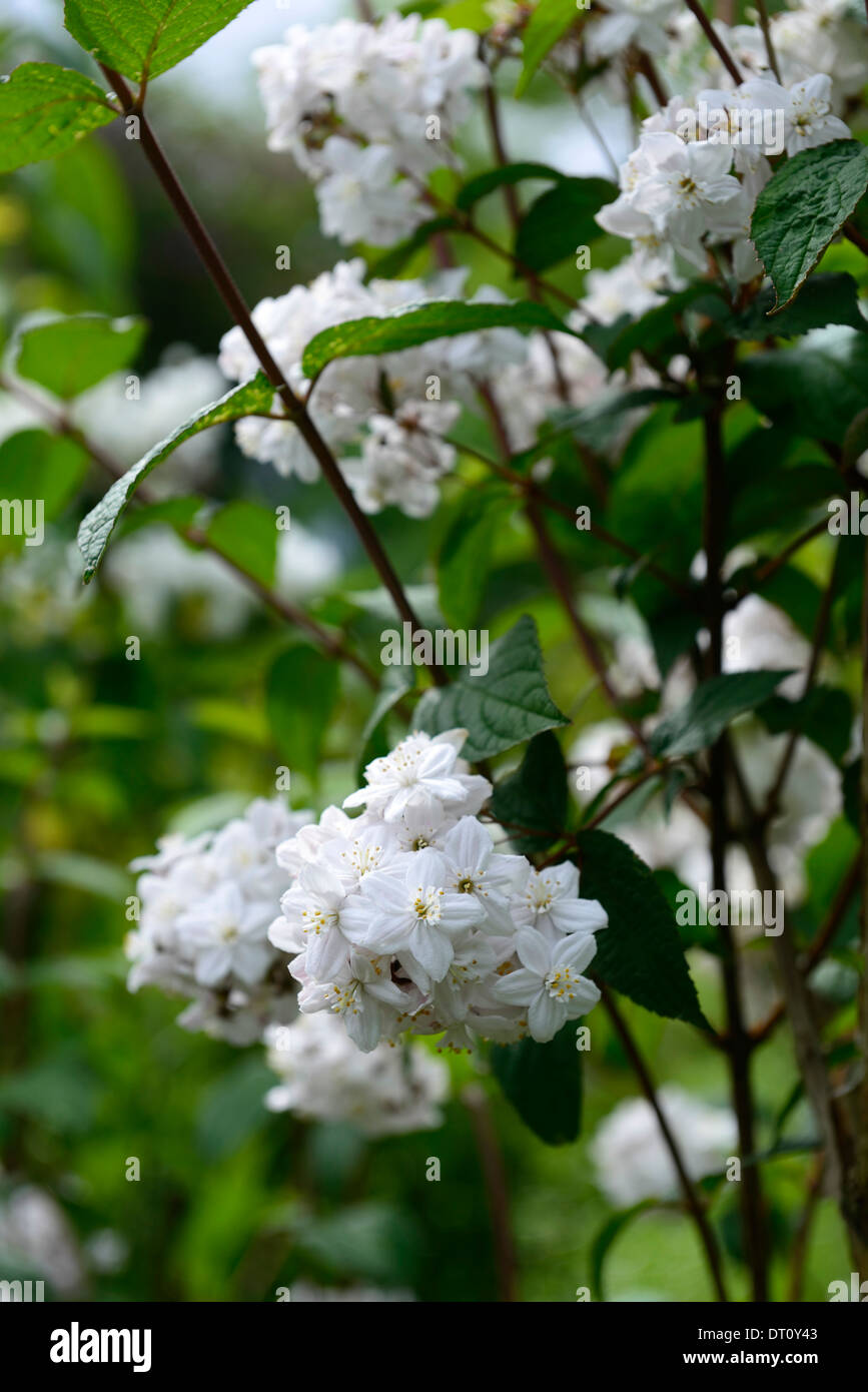 Conspicua High Resolution Stock Photography and Images - Alamy