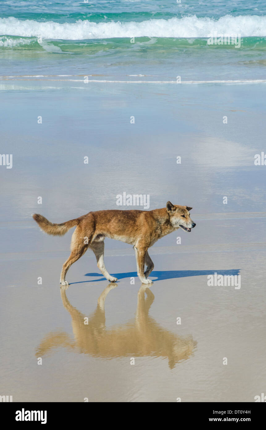 Fraser Island Wildlife High Resolution Stock Photography and Images - Alamy
