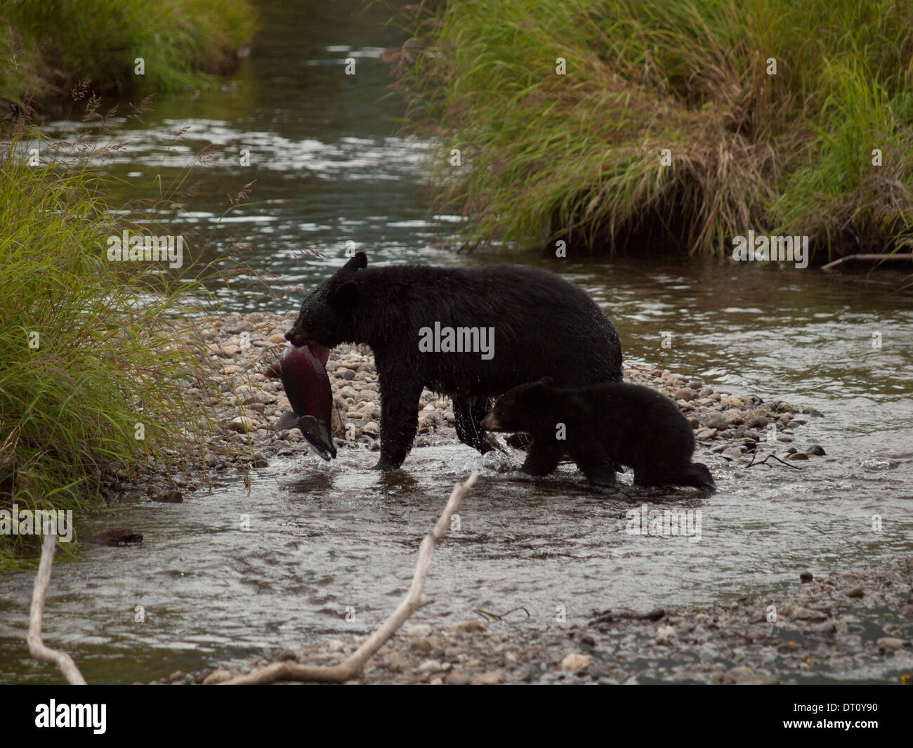 Alaska wild and natural Stock Photo - Alamy