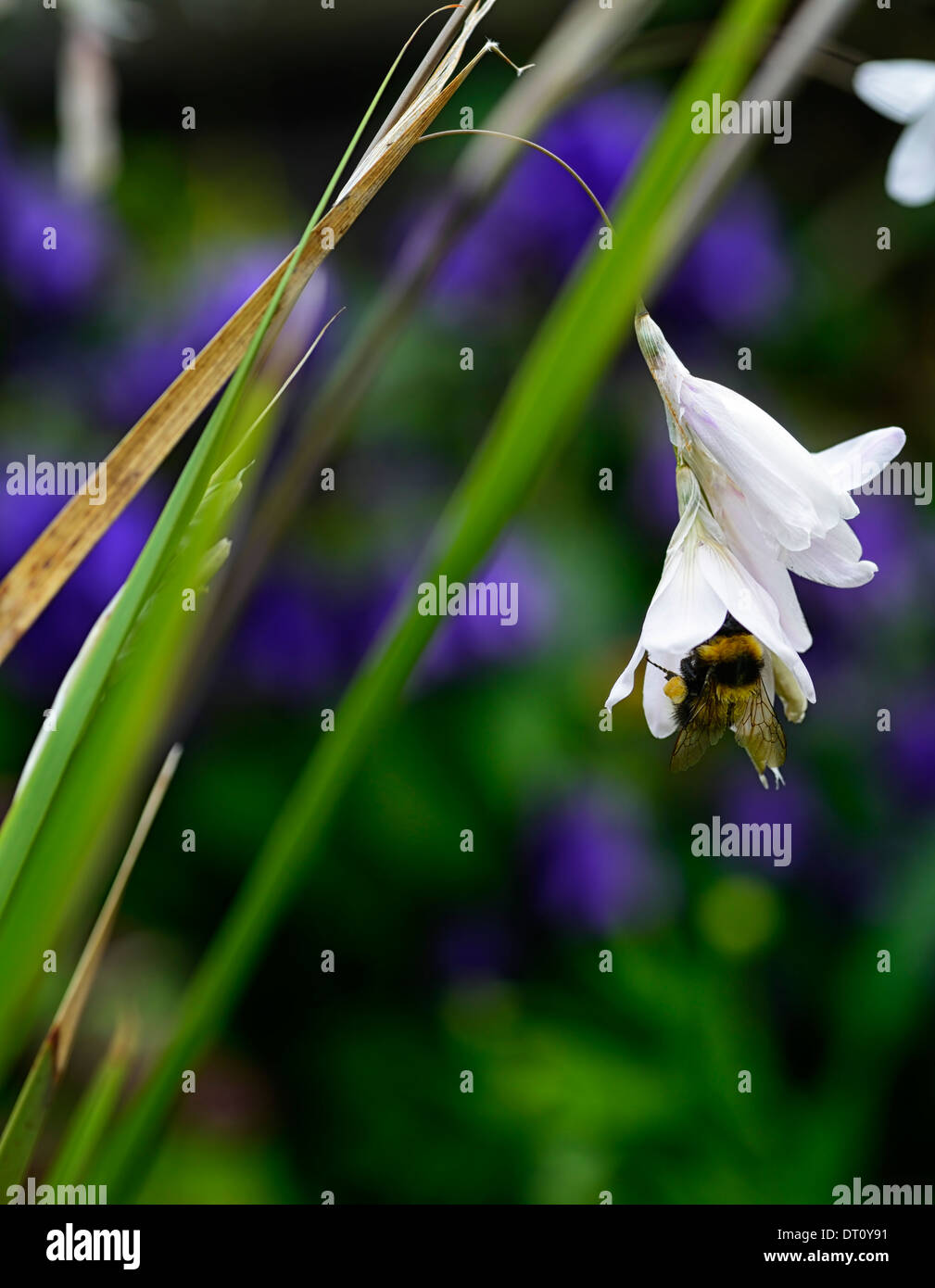 Dierama Guinevere angels fishing rods white flower flowers perennial ...