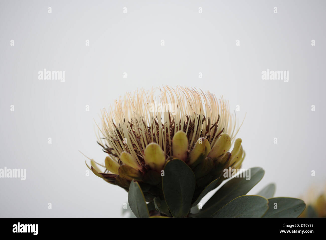 Waboom hi-res stock photography and images - Alamy