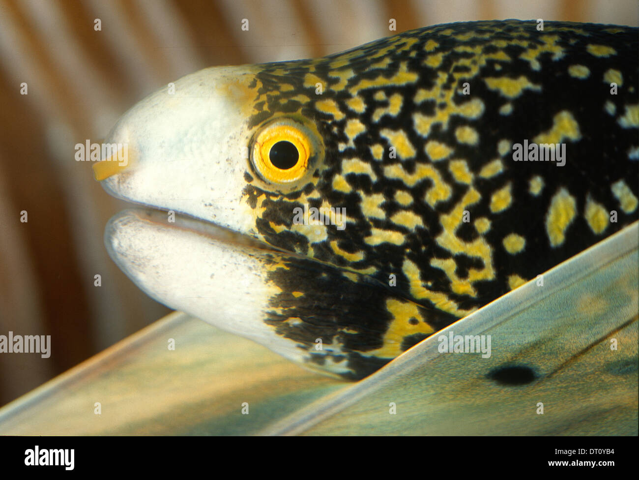 Snowflake moray Echidna nebulosa, Murenidae, Indo-pacific ocean Stock ...
