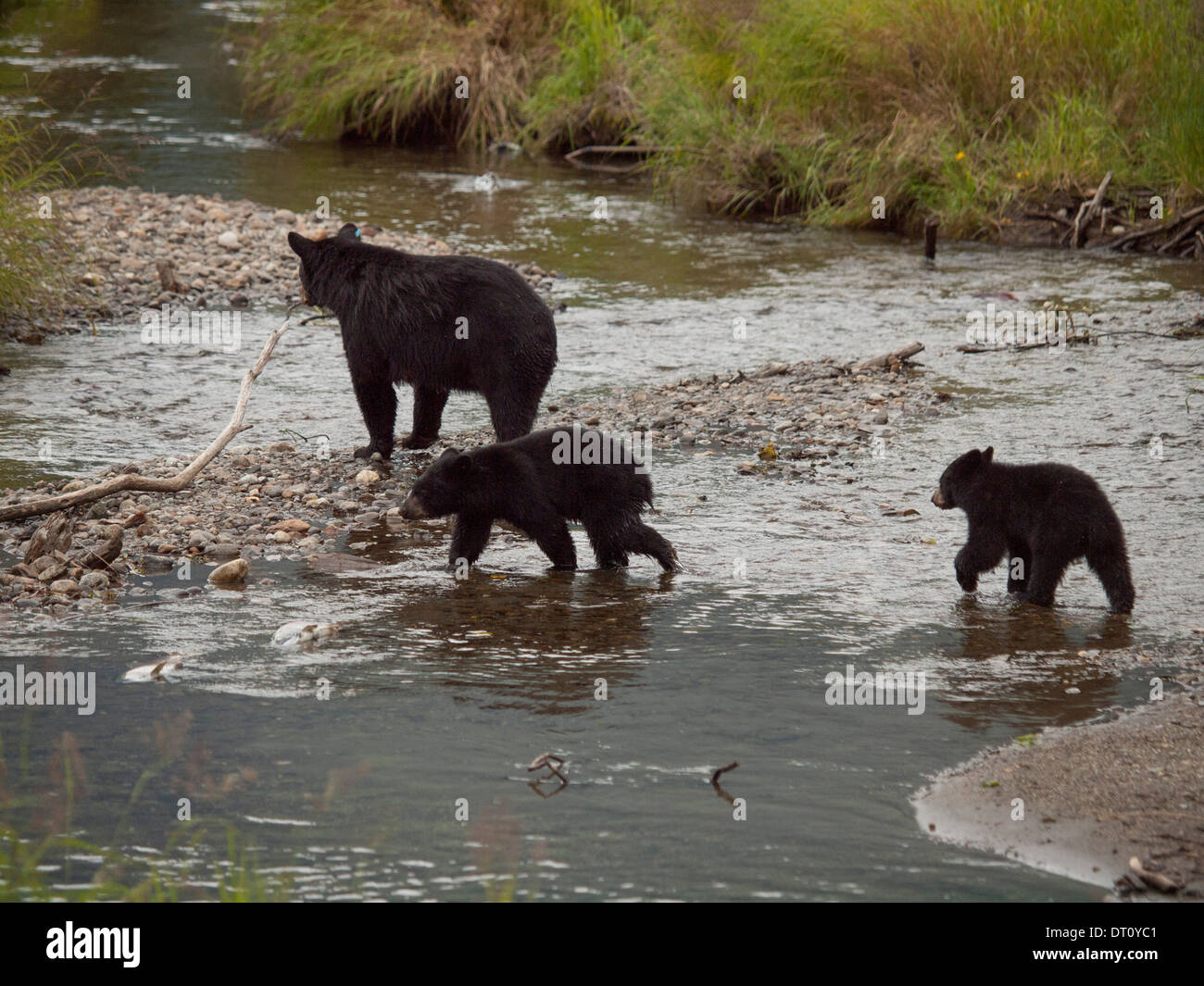 Alaska wild and natural Stock Photo - Alamy