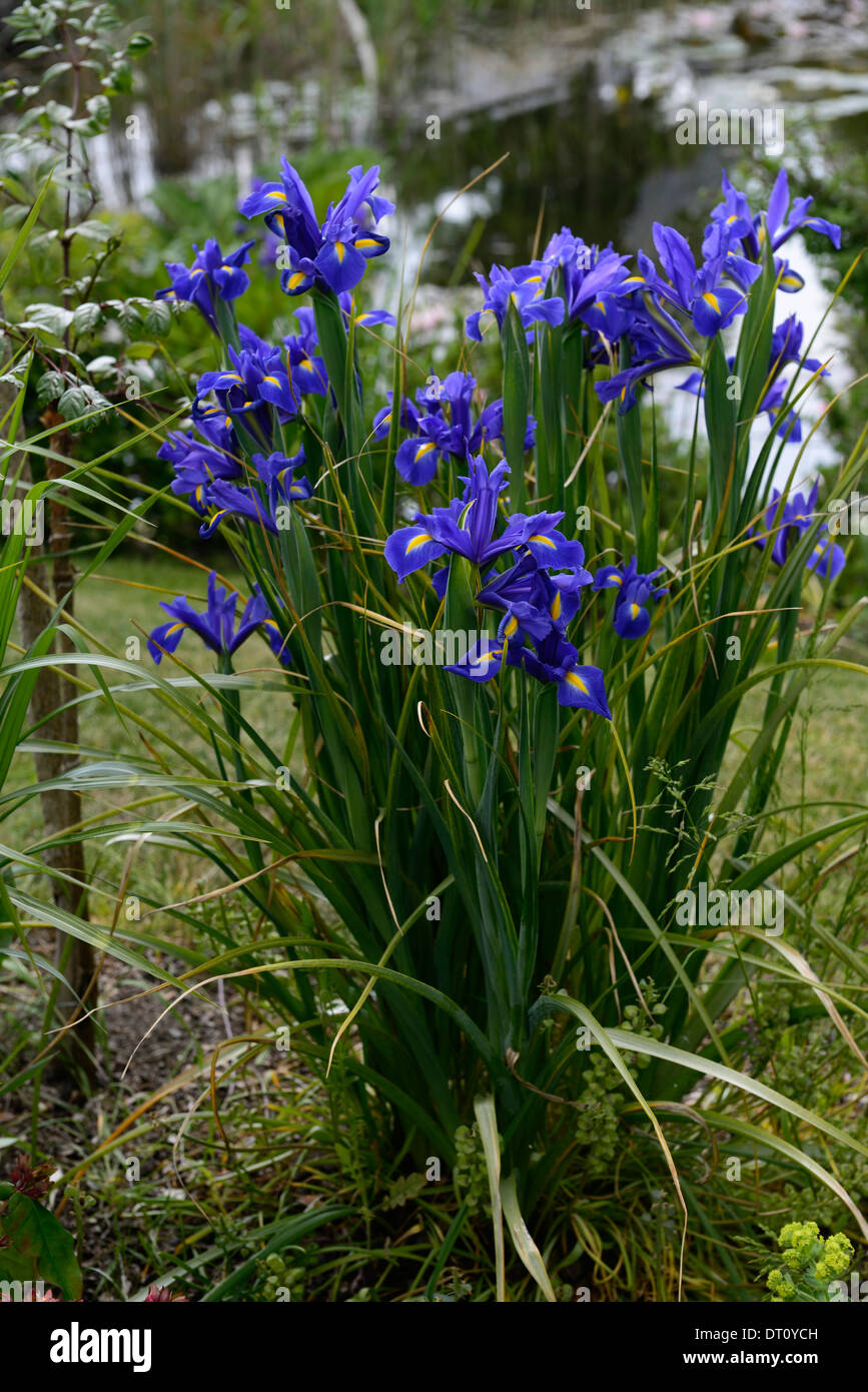 Blue And Yellow Iris Flower