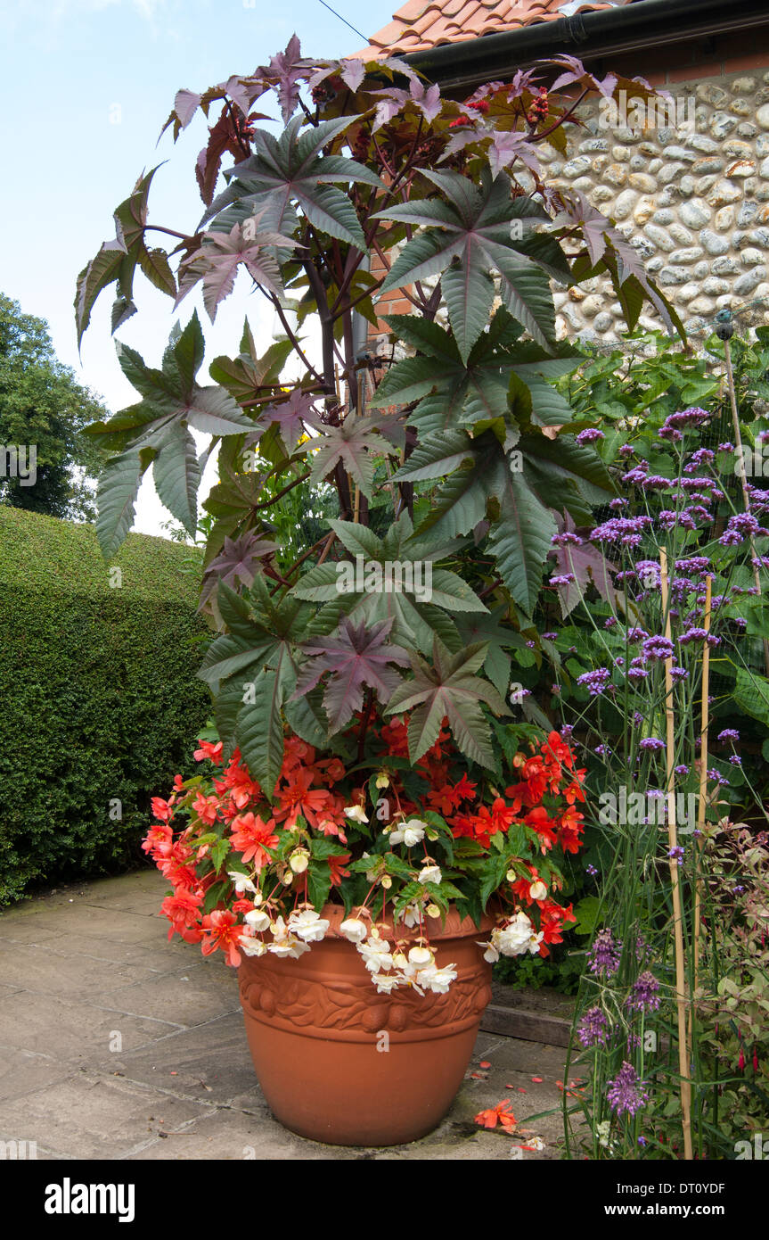 Ricinus communis pot hi-res stock photography and images - Alamy