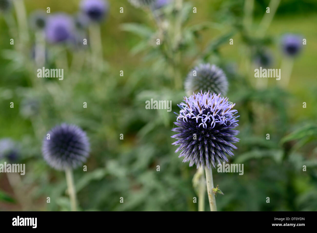 echinops ritro veitchs globe thistles blue thistle flowers plant ...