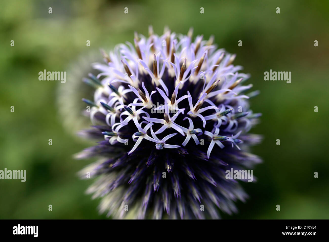 echinops ritro veitchs globe thistles blue thistle flowers plant ...