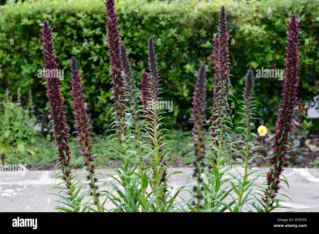 echium russicum Bugloss red flowers flowering spires flower Stock Photo ...