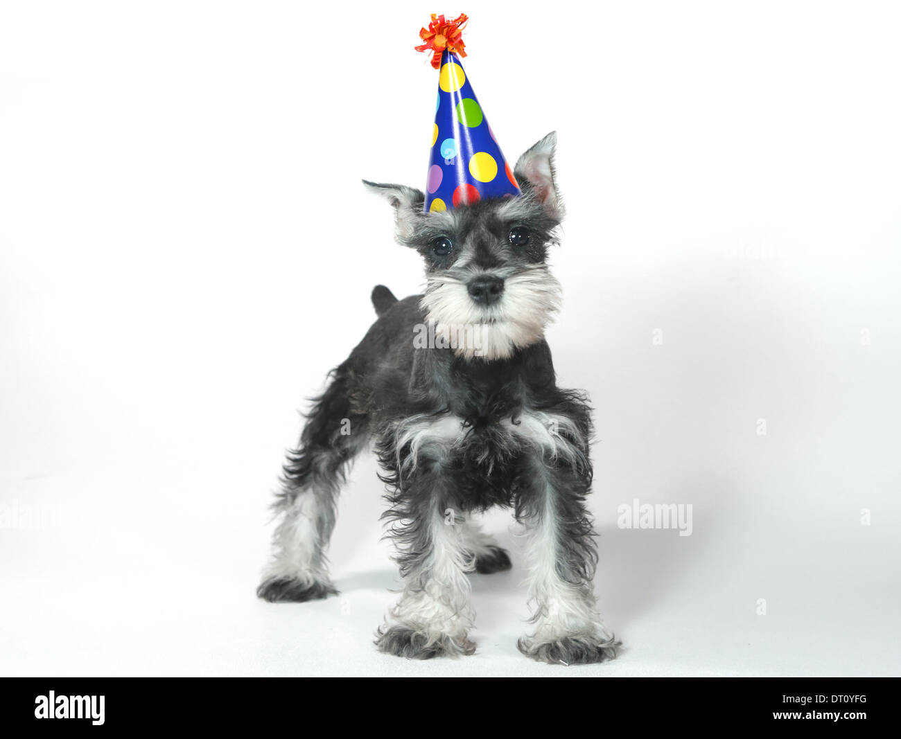 Birthday Celebrating Baby Miniature Schnauzer Puppy Dog on White Stock ...