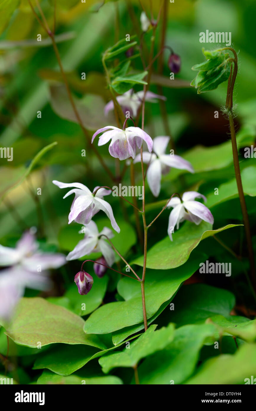 Epimedium youngianum roseum hi-res stock photography and images - Alamy