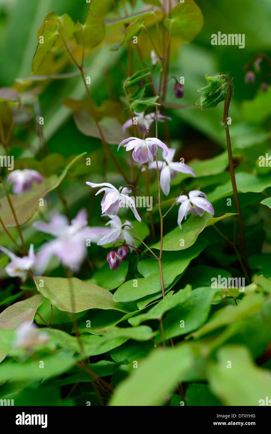 Dainty pink flowers hi-res stock photography and images - Alamy