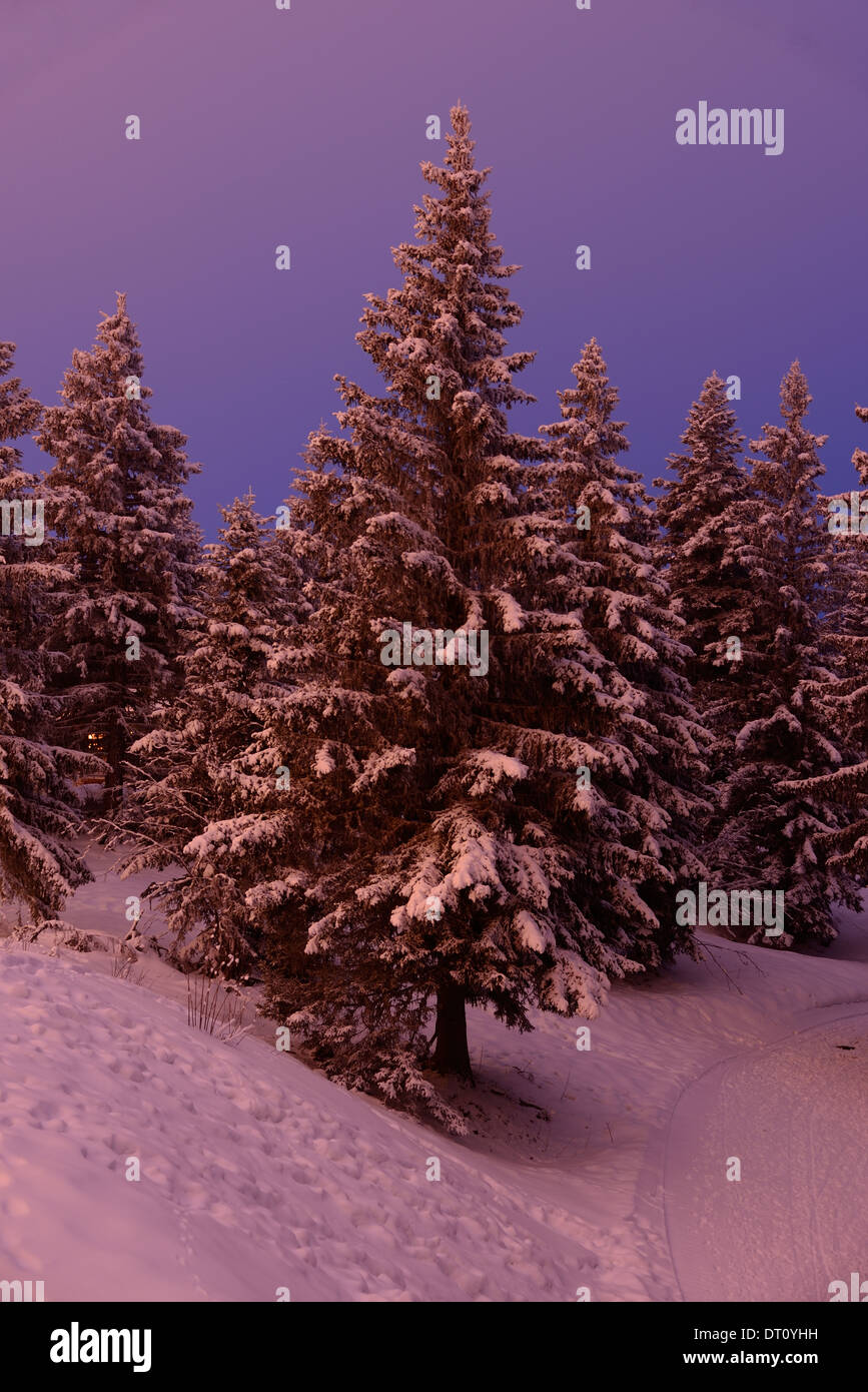 Night winter pine trees hi-res stock photography and images - Alamy