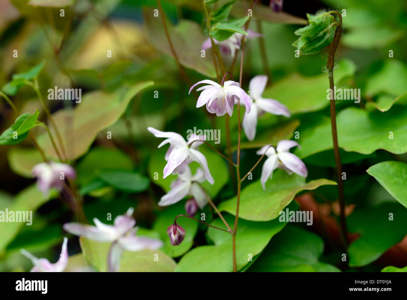 epimedium youngianum roseum spring white pink flowers flowering dainty ...