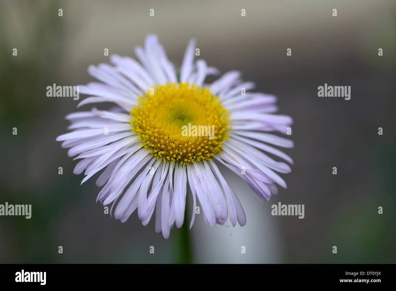 Erigeron speciosus hi-res stock photography and images - Alamy