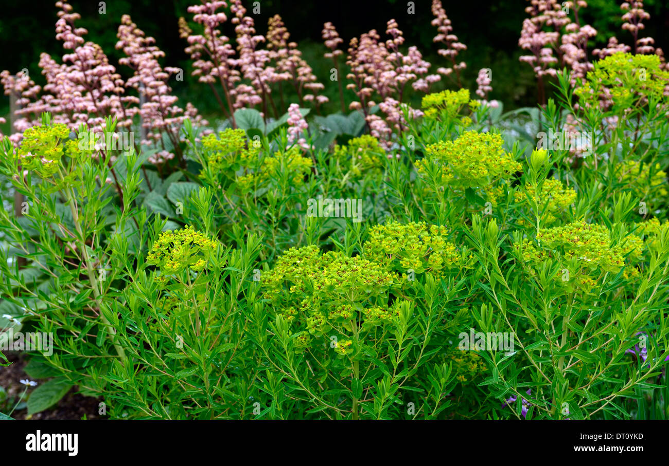 euphorbia ceratocarpa rodgersia herkules Hercules milkweed spurge ...