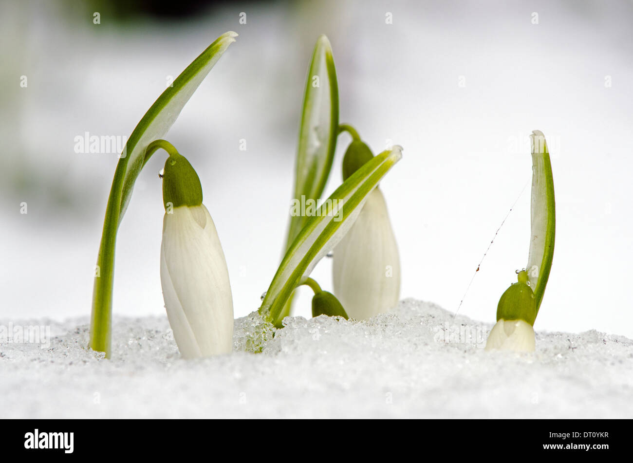 Flowers growing through snow hi-res stock photography and images - Alamy