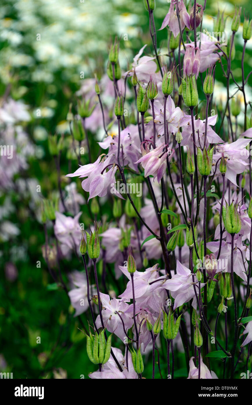 Aquilegia vulgaris European Columbine pink flower flowers bloom plant ...