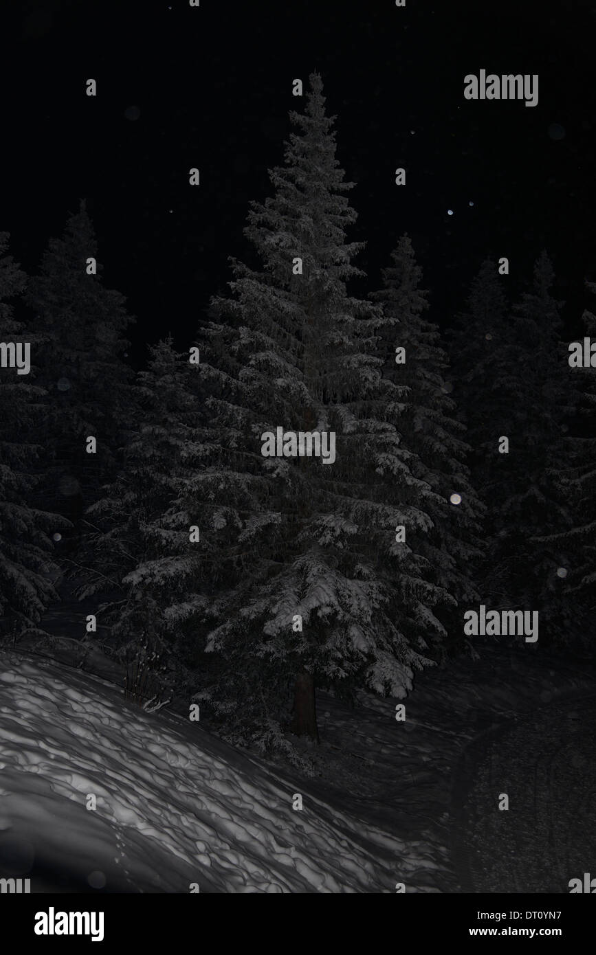 Night winter pine trees hi-res stock photography and images - Alamy