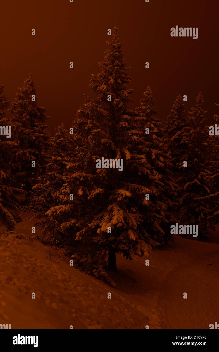 Night winter pine trees hi-res stock photography and images - Alamy