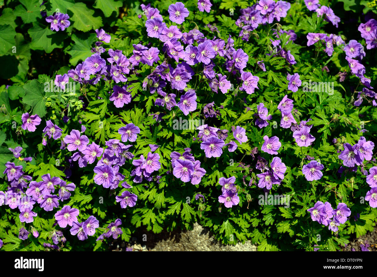 geranium purple perennials flowers petals plant portraits cranesbills ...