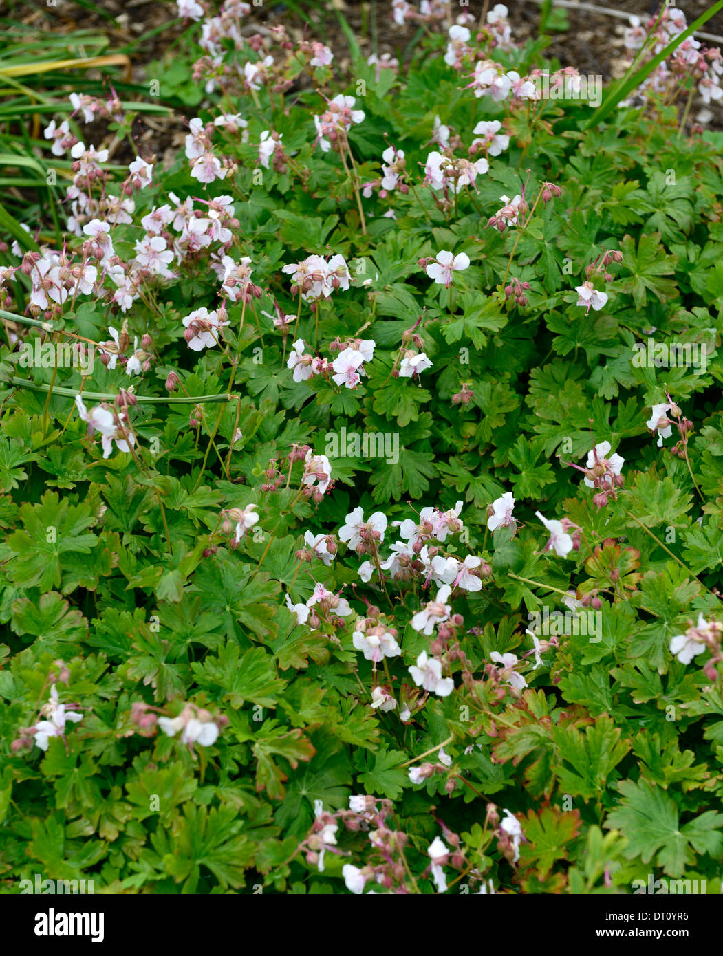 geranium cantabrigiense biokovo white perennials flowers petals plant ...
