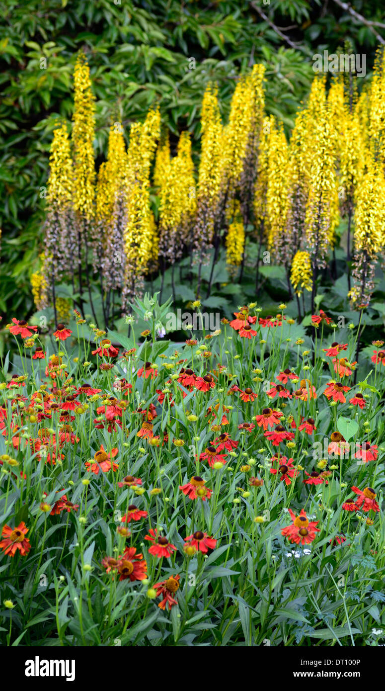 helenium moerheim beauty lysimachia punctata alexander yellow orange ...