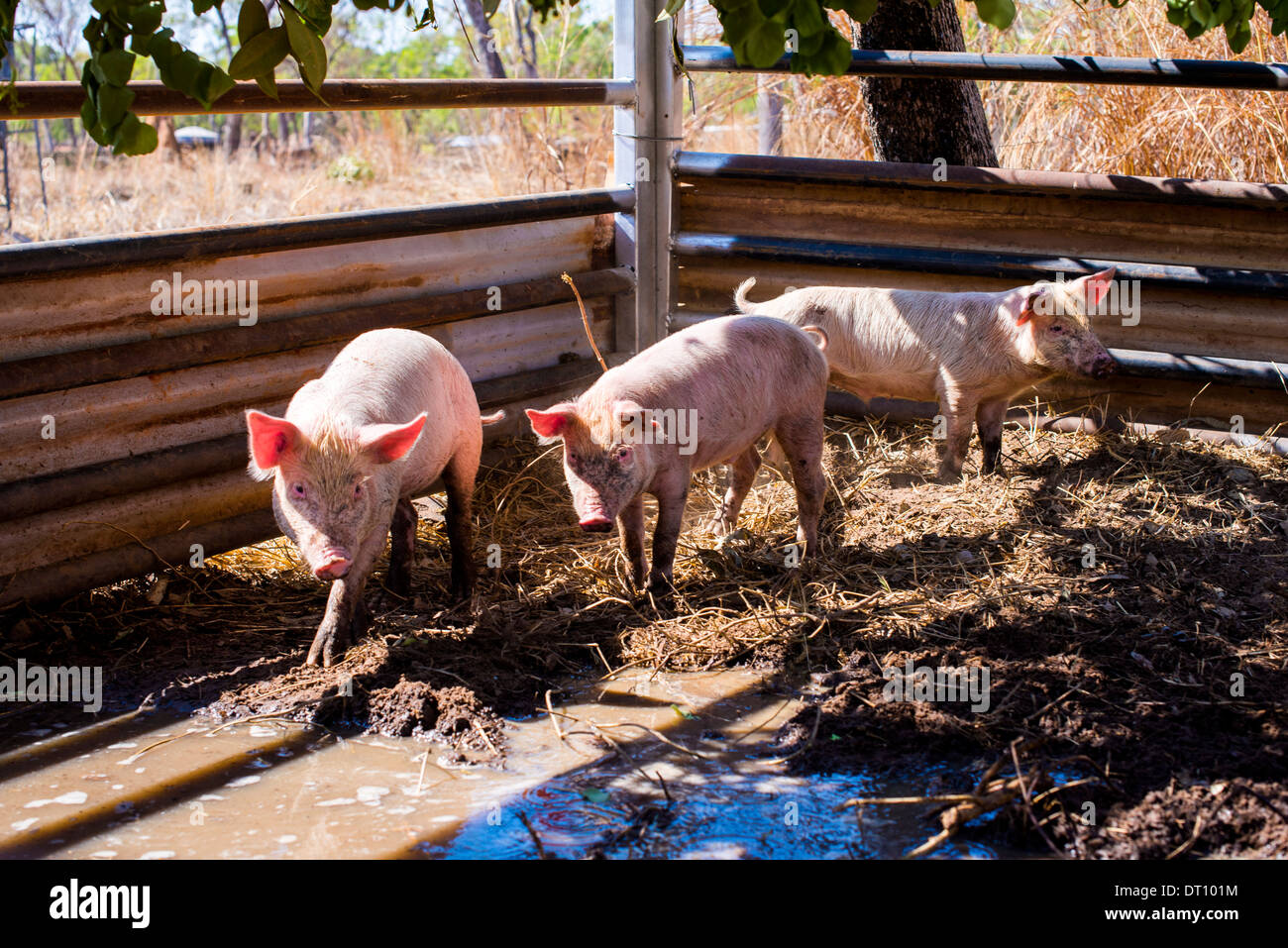 Muddy pig pen hi-res stock photography and images - Alamy