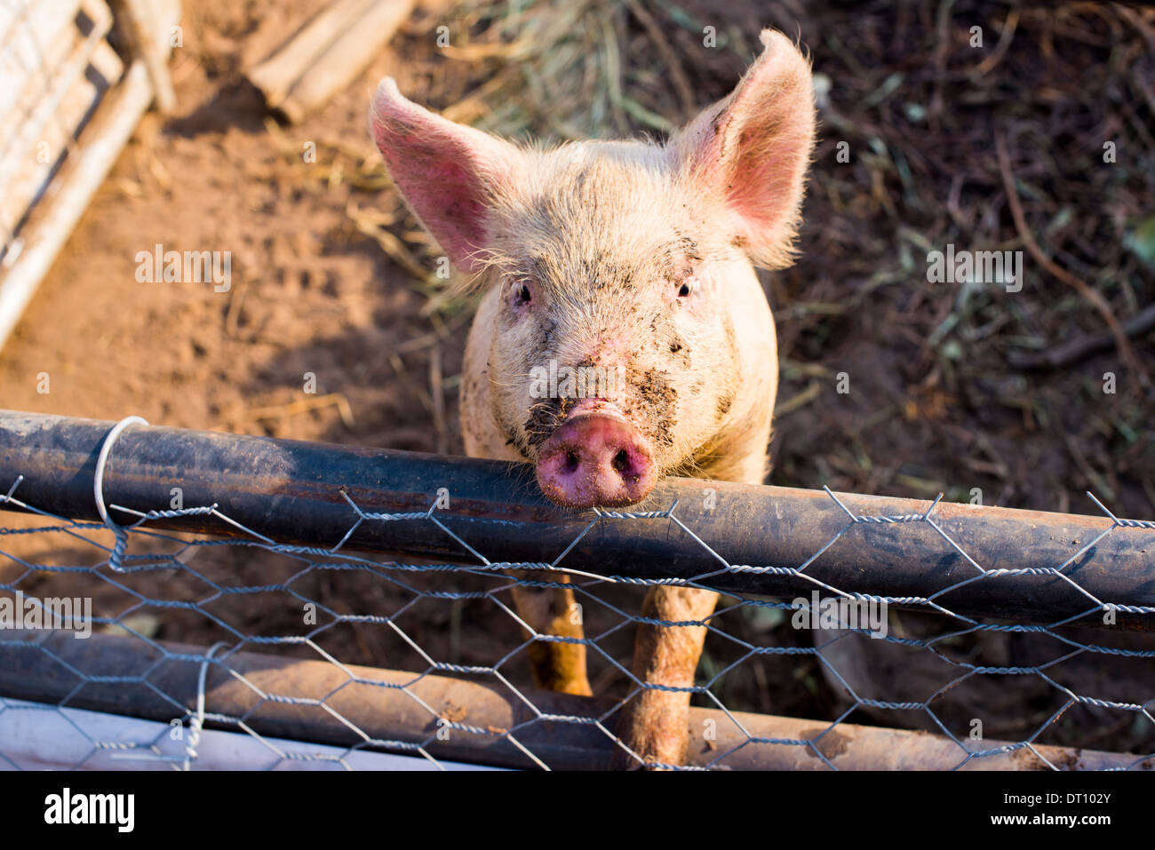 Pig farming australia hi-res stock photography and images - Alamy