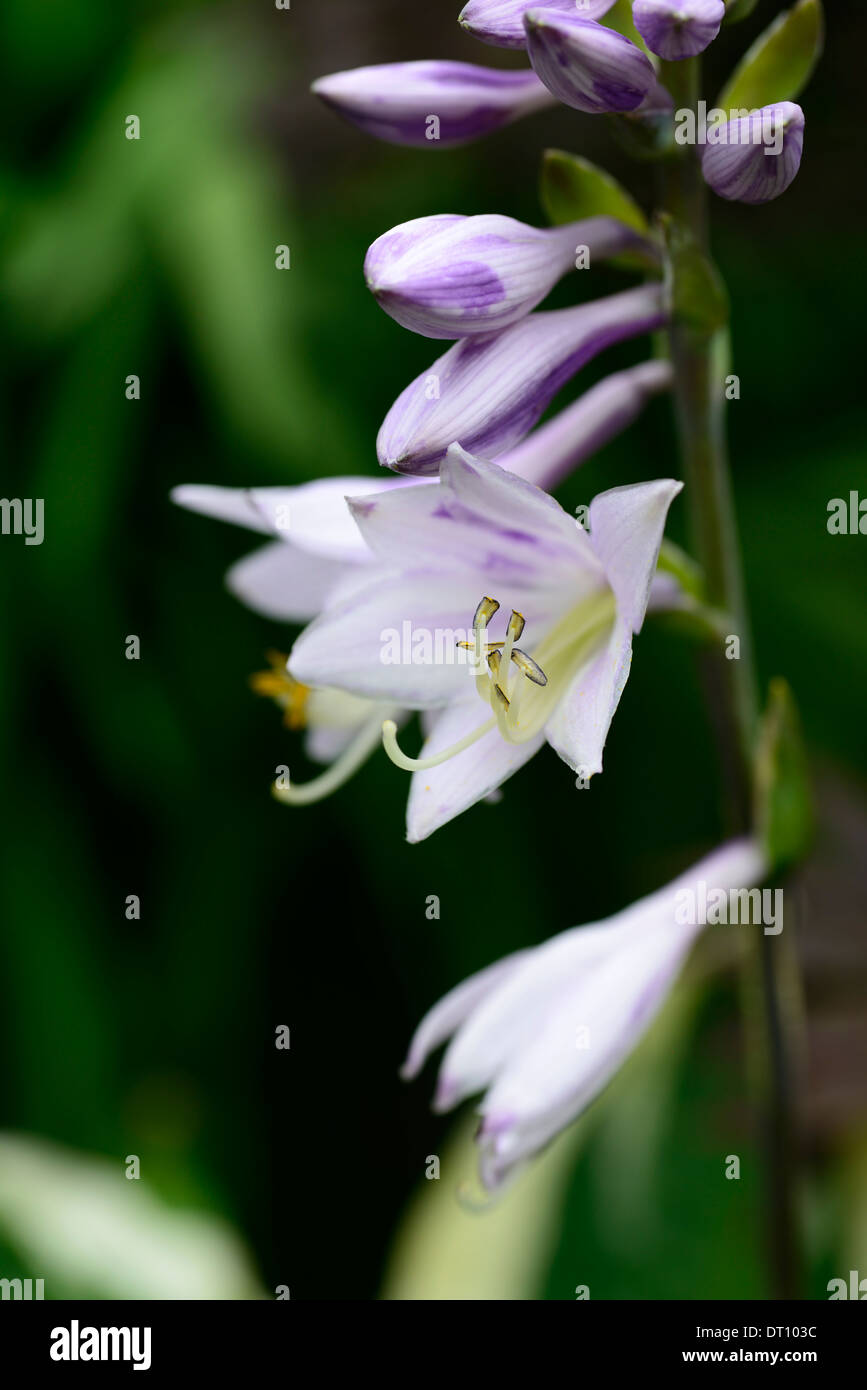 hosta fortunei flower flowers flowering shade shaded shady loving plant ...