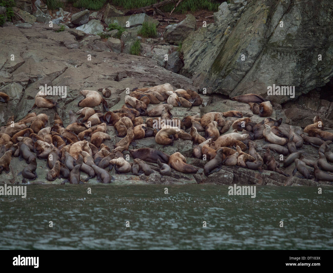 Sea Lions Southeast Alaska Stock Photo - Alamy