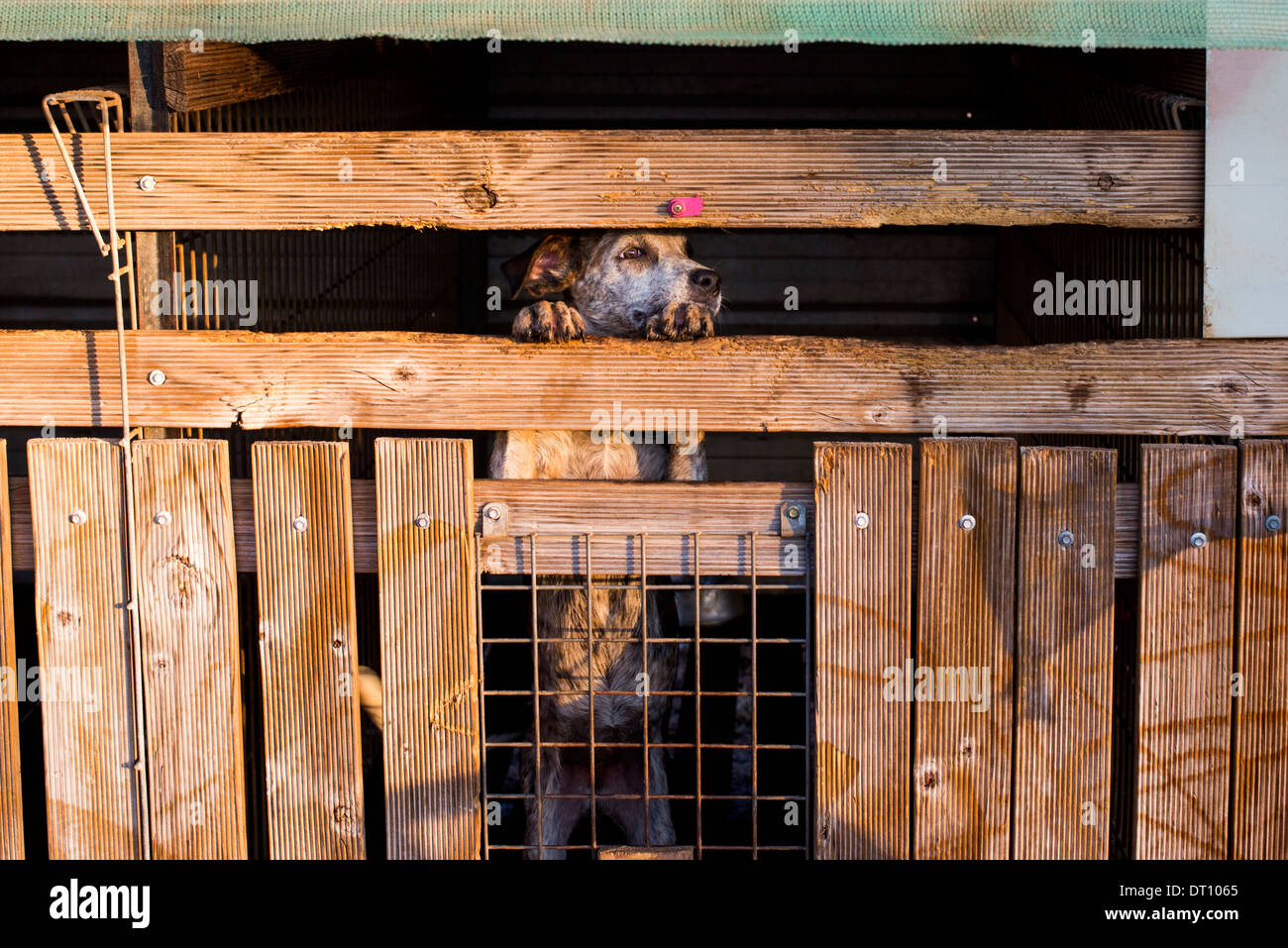 Dog locked in pen and looking out, standing Stock Photo - Alamy
