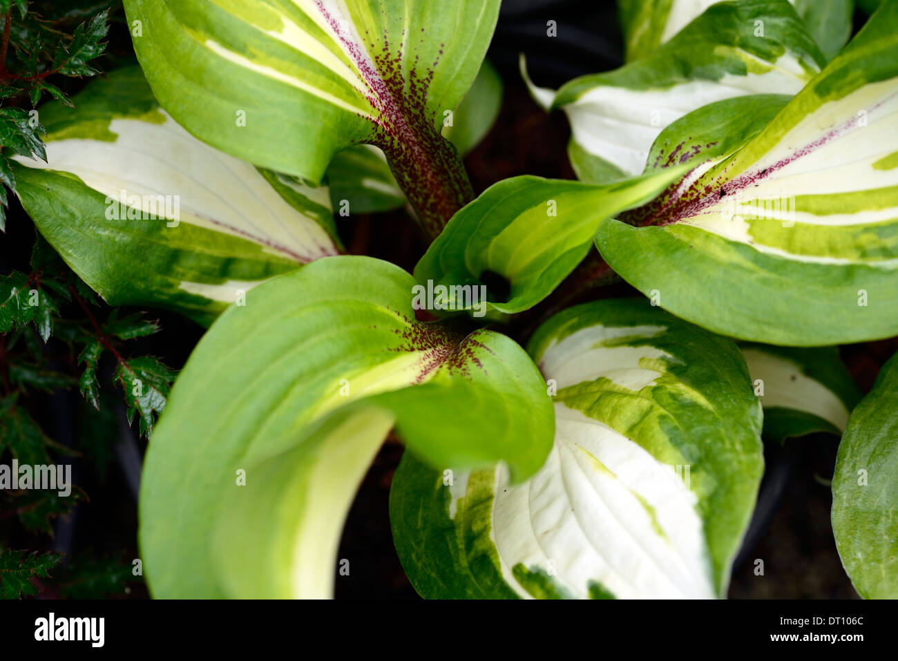 hosta raspberry sundae green white variegated leaves deep burgundy ...