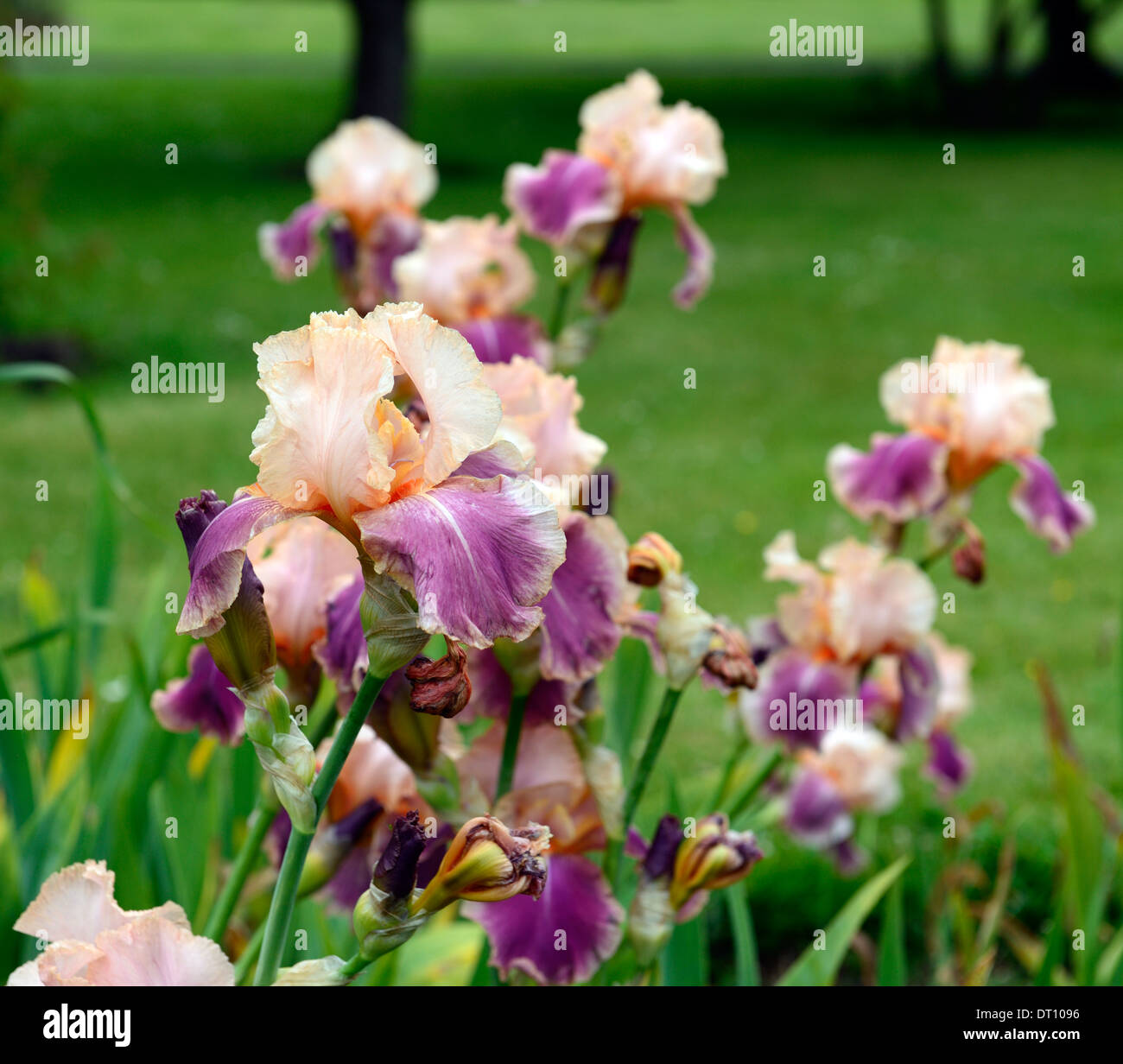 iris carnaby Bearded Iris germanica German Iris Rhizomatous yellow ...