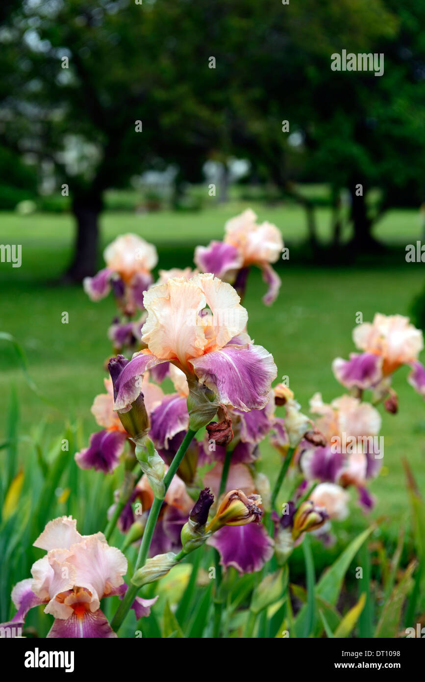 iris carnaby Bearded Iris germanica German Iris Rhizomatous yellow ...