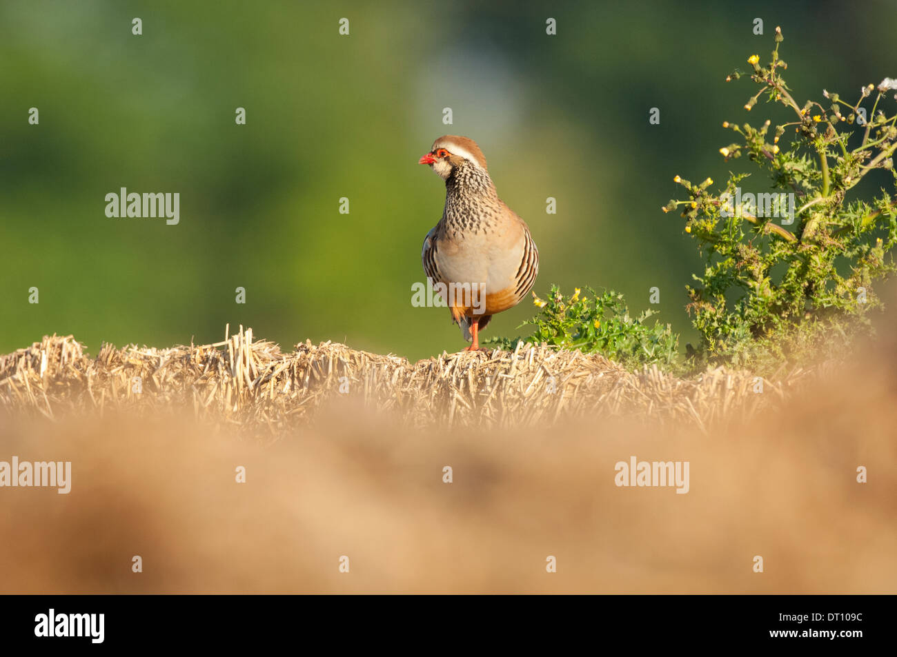 Partridge Foot High Resolution Stock Photography and Images - Alamy
