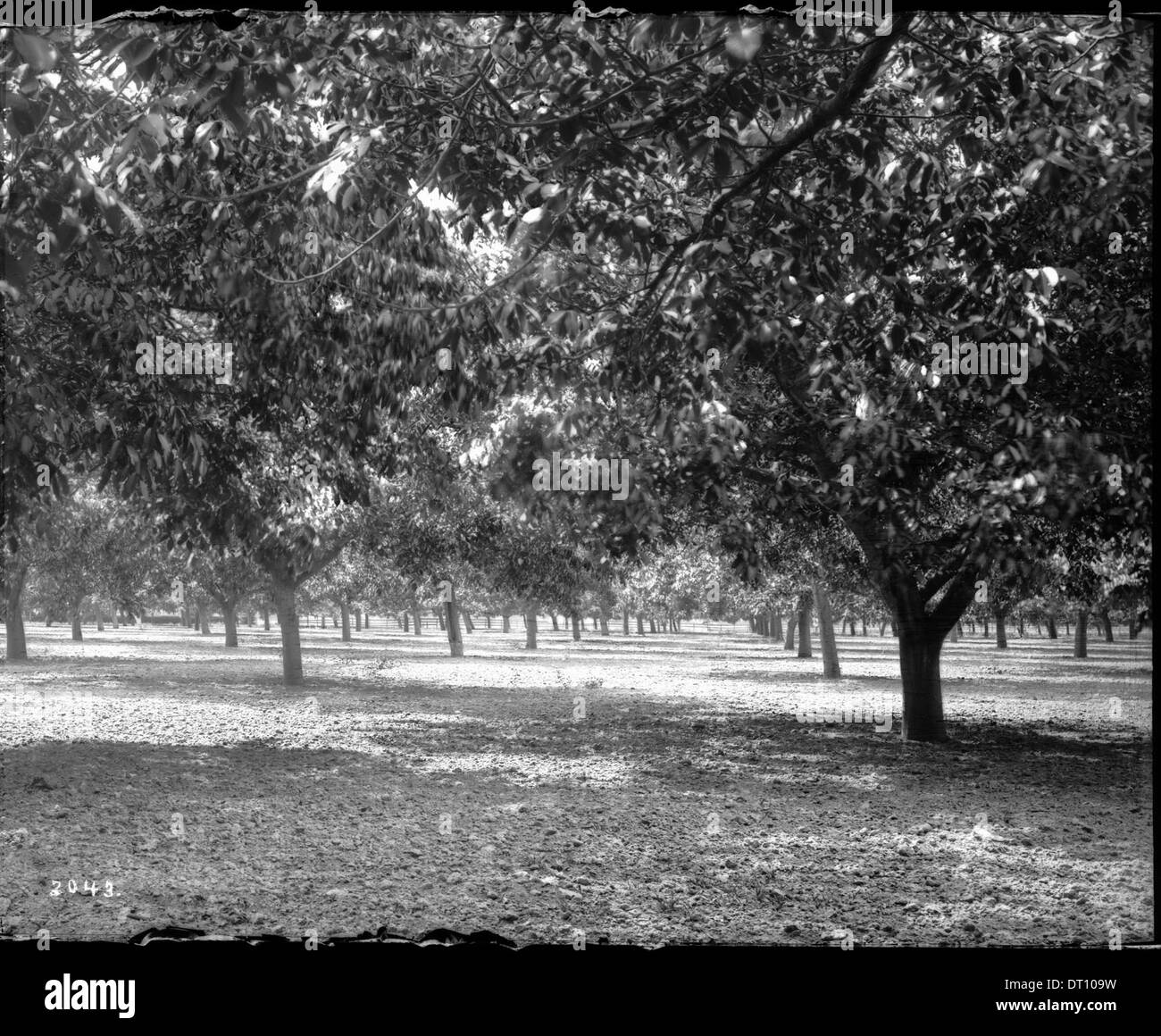 The photograph captures an English walnut grove in Orange County ...