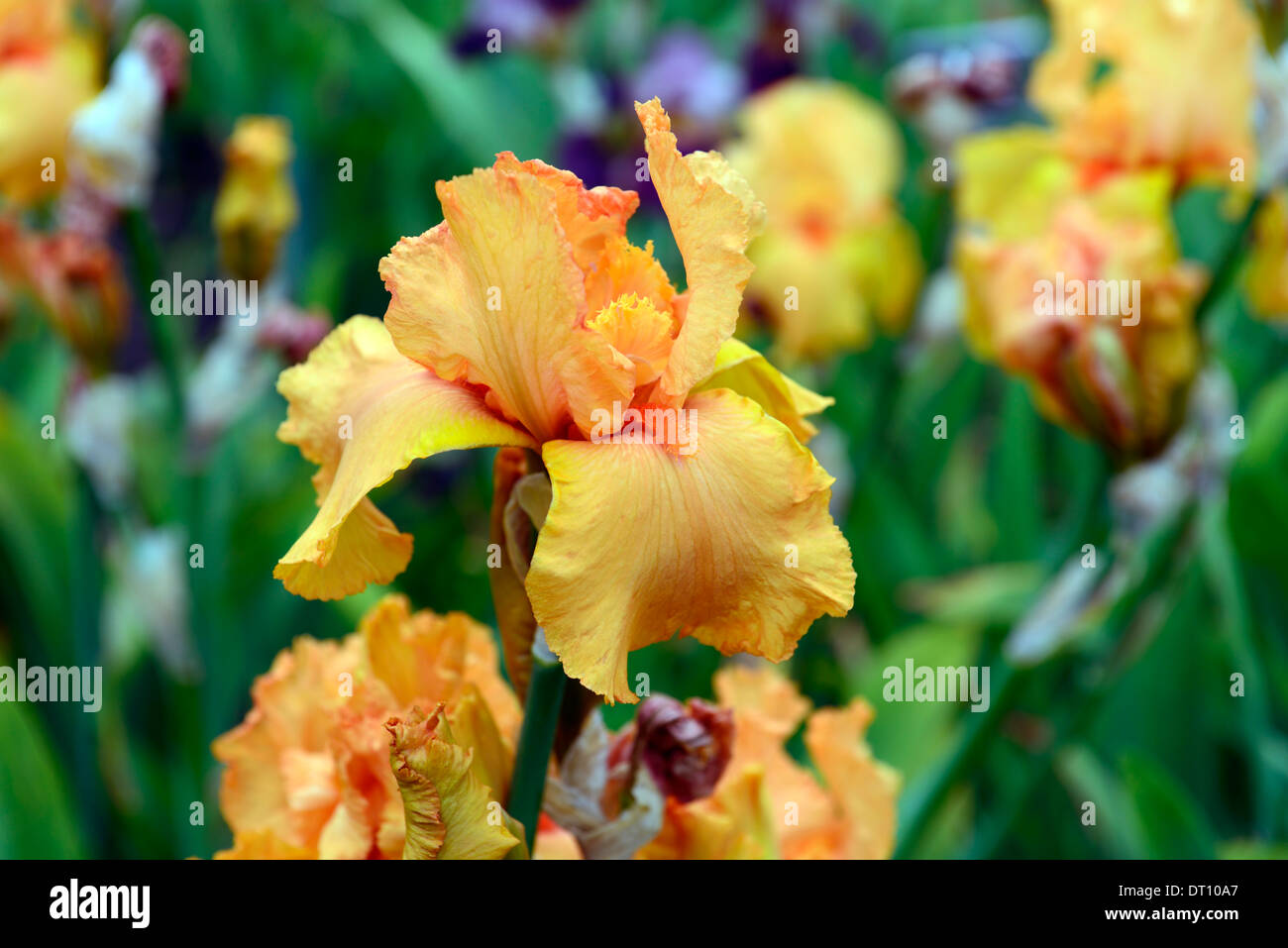 iris feu du ciel Bearded Iris germanica German Iris Rhizomatous yellow ...