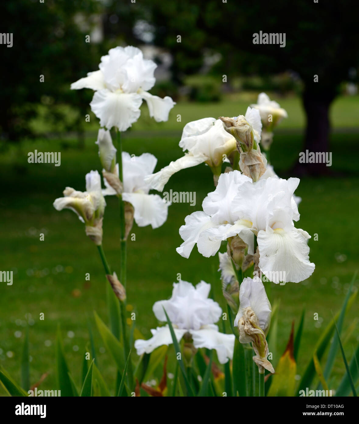 iris frison roche Bearded Iris germanica German Iris Rhizomatous white ...