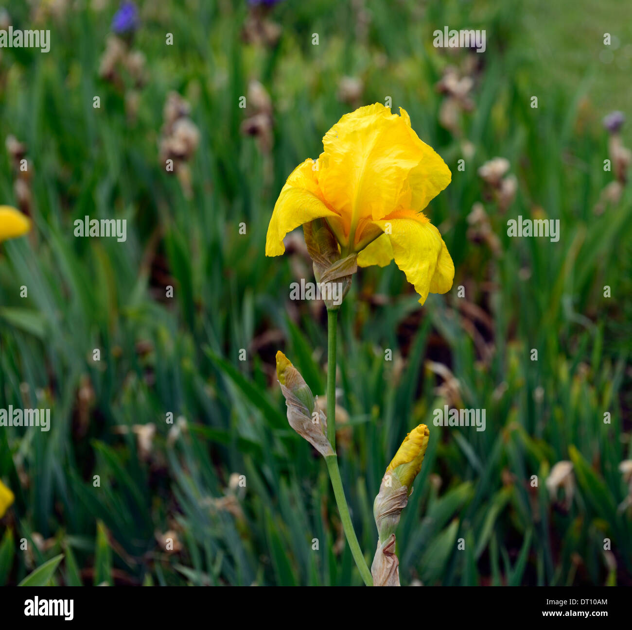 iris gold finder Bearded Iris germanica German Iris Rhizomatous yellow ...