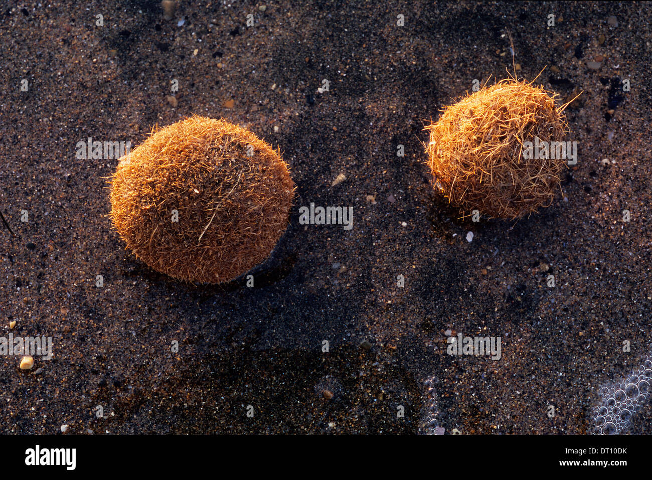 Posidonia Oceanica Italy Stock Photos & Posidonia Oceanica Italy Stock ...