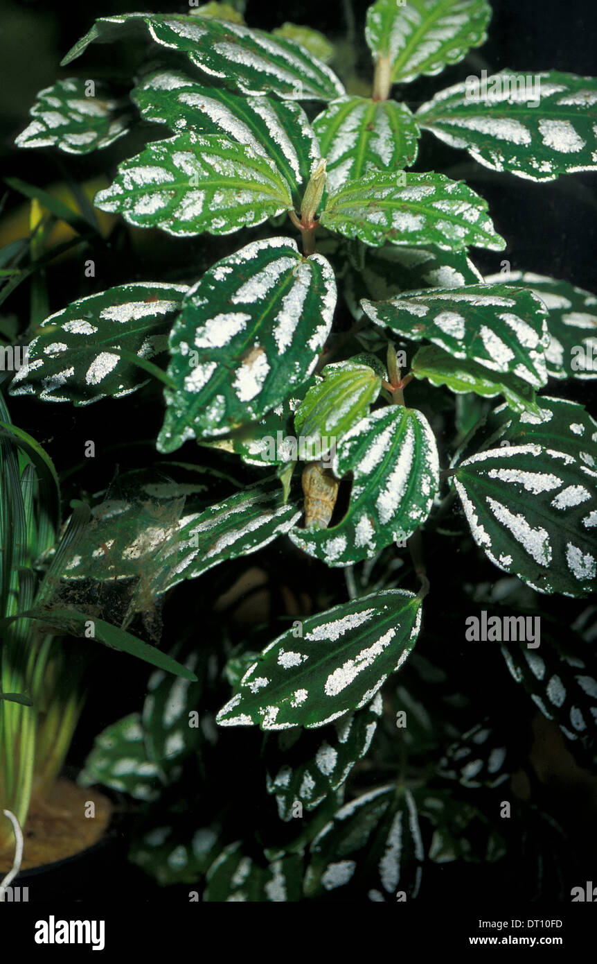 Pilea cadierei hi-res stock photography and images - Alamy