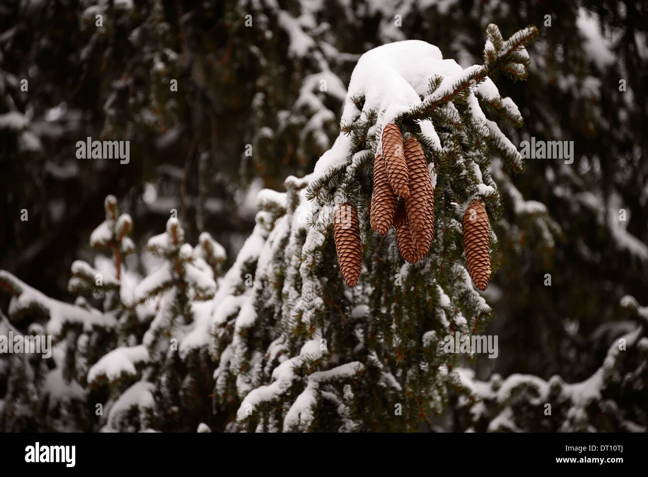 Pine tree branch with its pine cones Stock Photo - Alamy