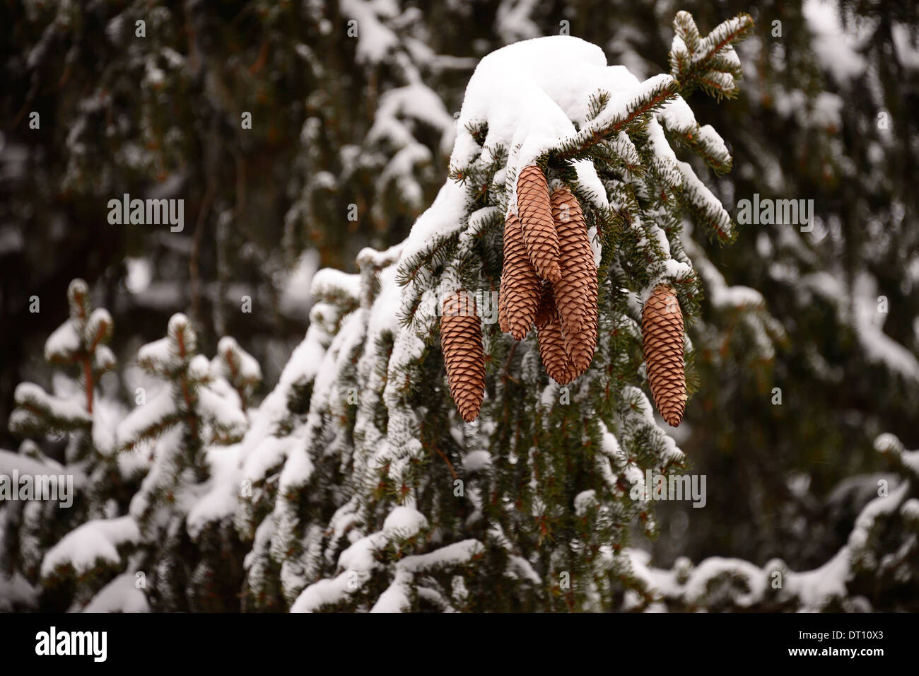 Pine tree branch with its pine cones Stock Photo - Alamy