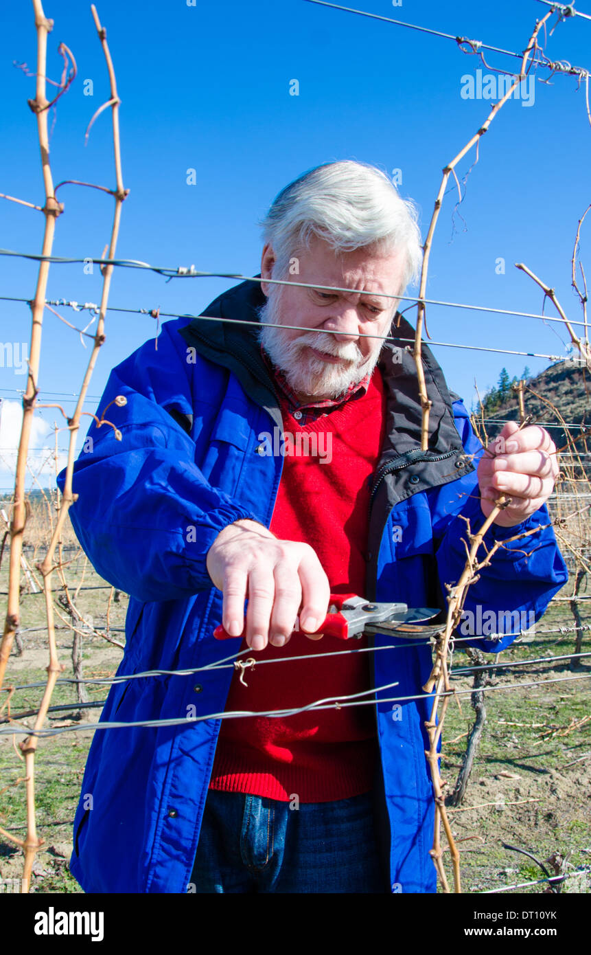 Prune grape vine hi-res stock photography and images - Alamy