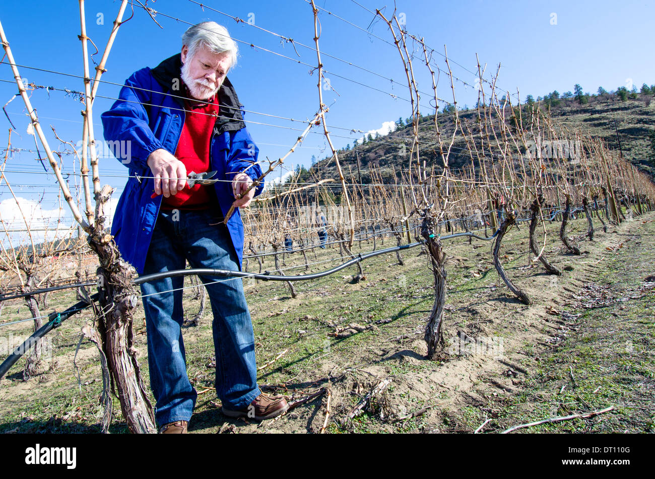 Prune grape vine hi-res stock photography and images - Alamy