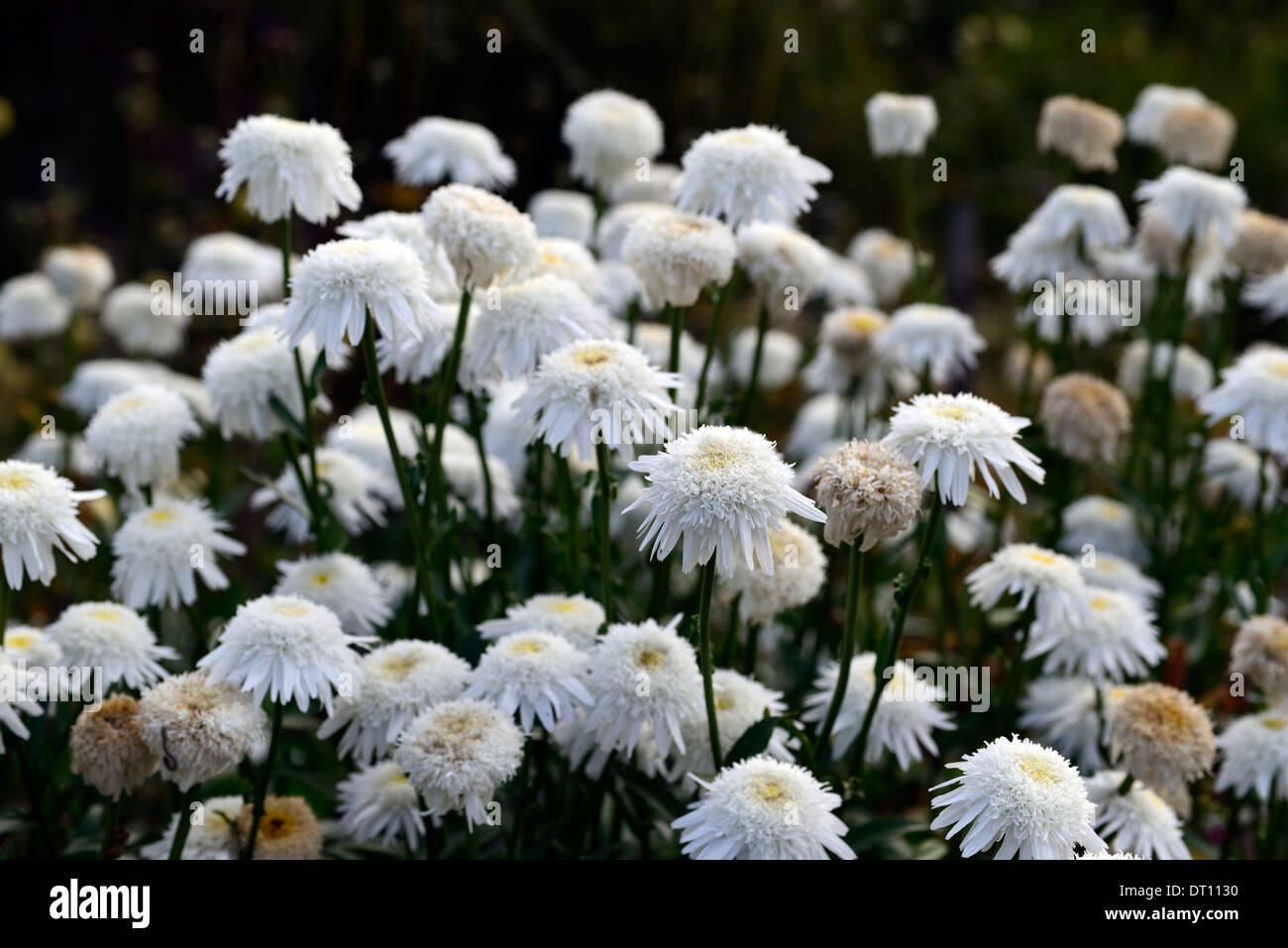 leucanthemum x superbum wirral supreme white flowers flower flowering ...