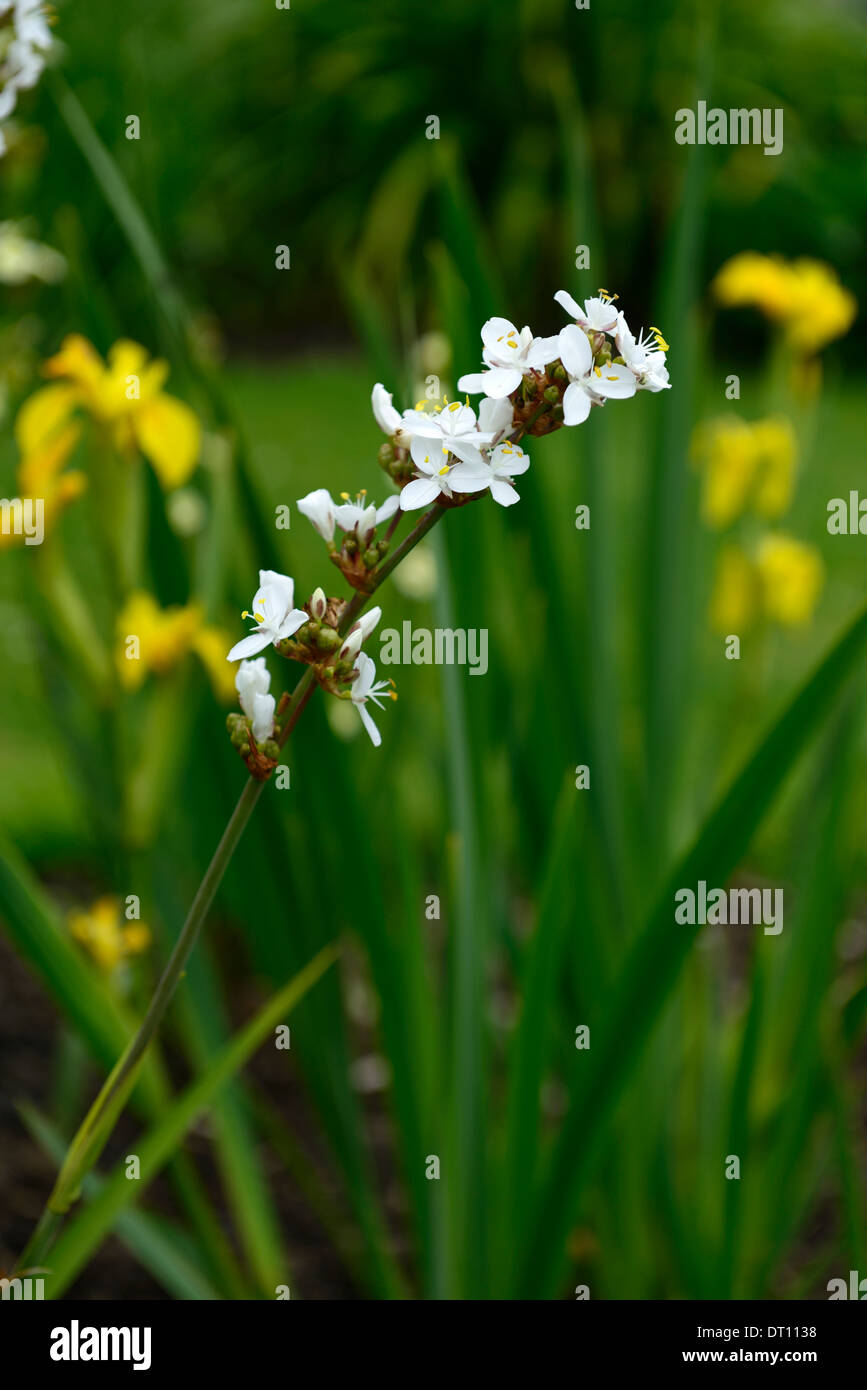 Libertia grandiflora hi-res stock photography and images - Alamy