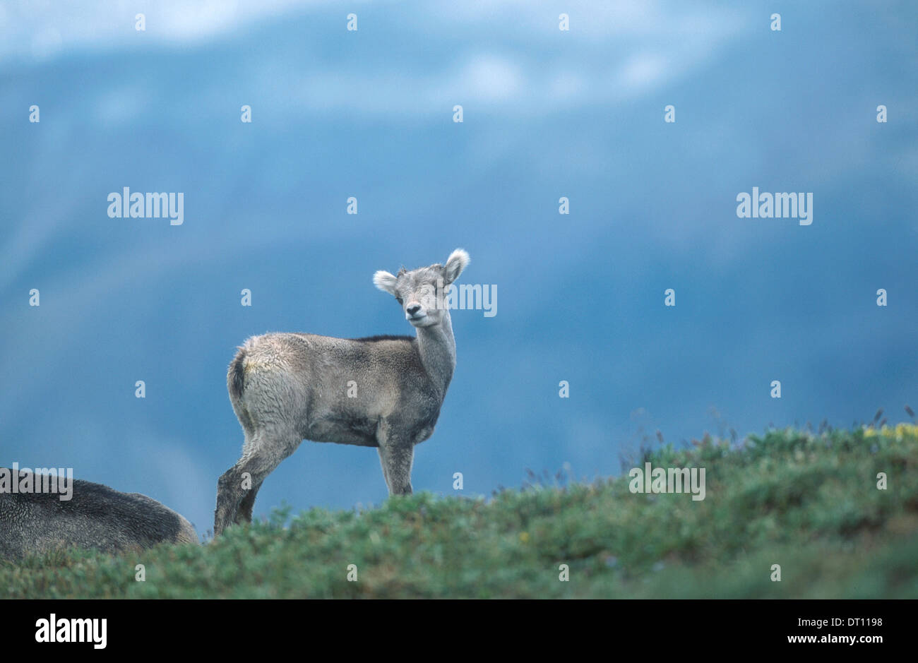 Dall's Sheep (Ovis dalli) - also known as Stone Sheep - Horseshoe ...