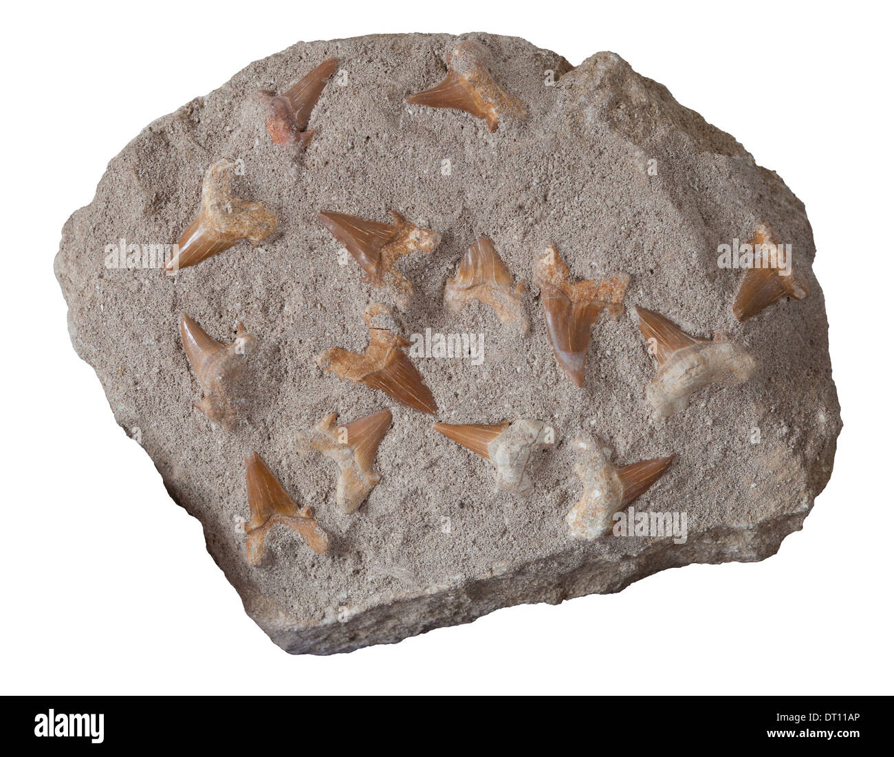 Fossil teeth hi-res stock photography and images - Alamy