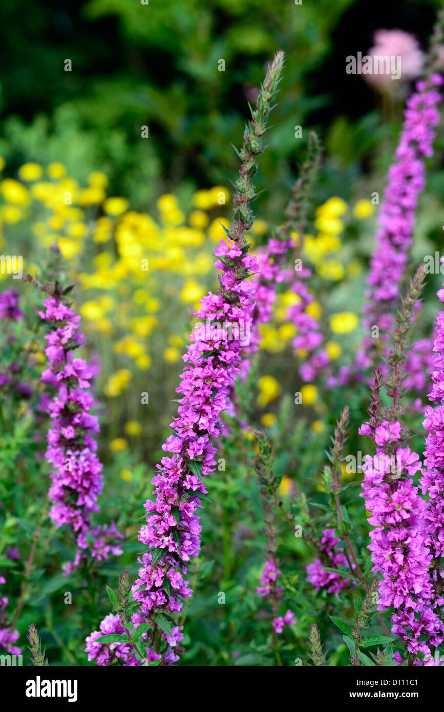 lythrum salicaria robin purple loosestrife summer selective focus plant ...